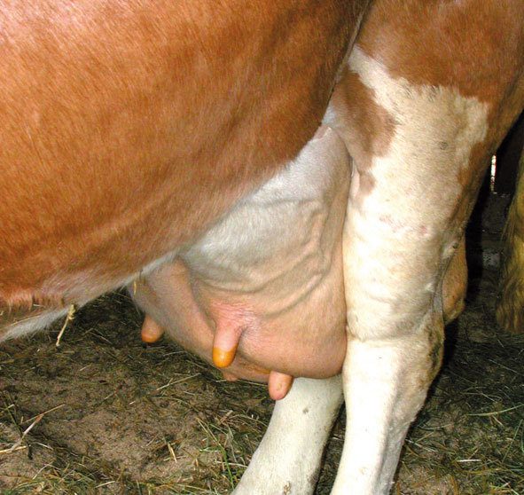mastitis in beef cows