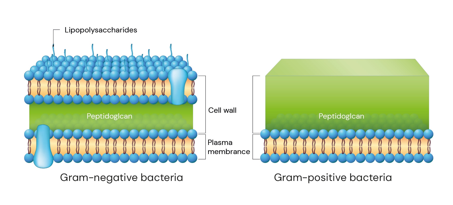 Gram Negative And Gram Positive Bacteria