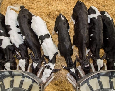 Low Dairy Cow Conception Rate? Consider Zearalenone's Role