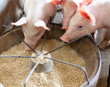 The Evolution of Swine Nutrition: A Modern Perspective