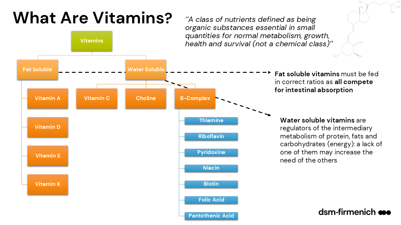 vitamins function in animals