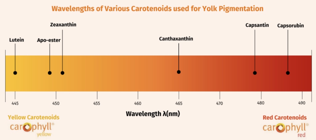 carotenoids coloring pages