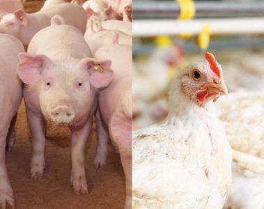 dsm-firmenich Receives CFIA Approval for First Mycotoxin Degrading ...