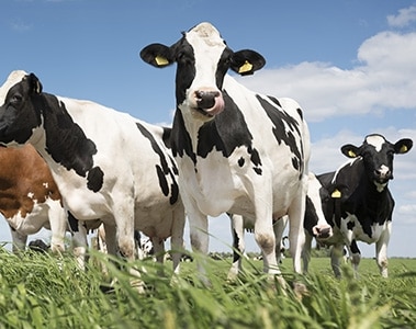 Canada approves Bovaer® as first feed ingredient to reduce methane ...