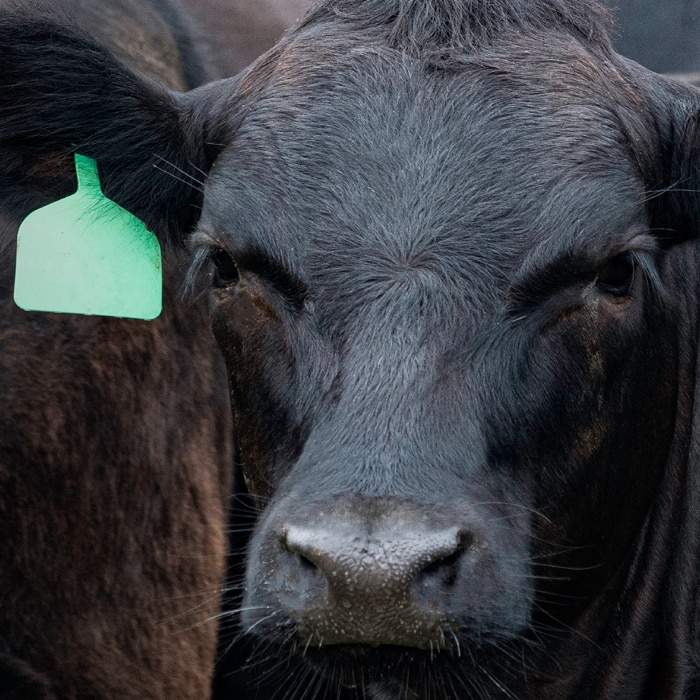 RONOZYME® RumiStar™