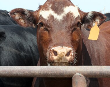 RumiStar™ for Beef