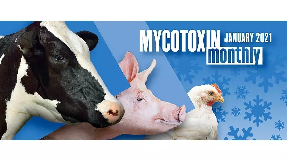 03 - Mycotoxin Survey in US and Canada: January 2021 Update