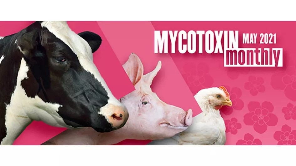 08 - Mycotoxin Survey in US and Canada: May 2021 Update