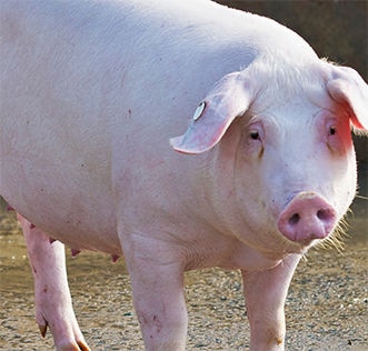 ¿Las cerdas criadas en sistema convencional o con acceso al sol ...