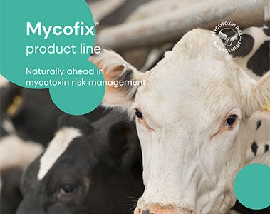 Mycofix® for ruminants