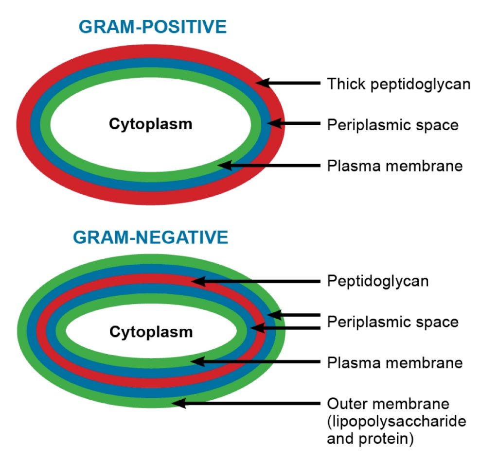 peptidoglycan layer