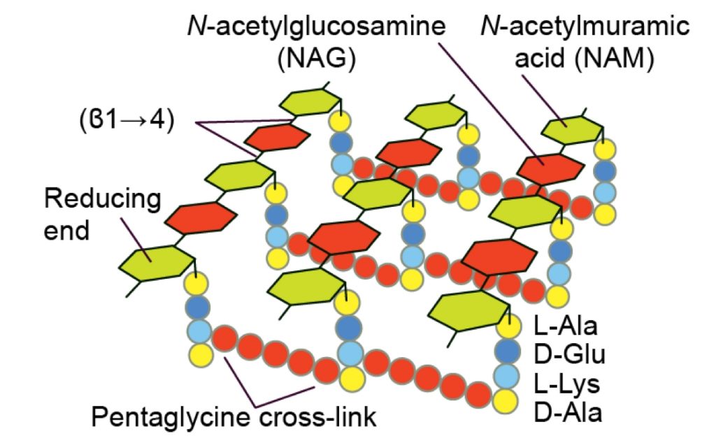 peptidoglycan structure simple