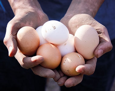 Differentiation in a commodities market: Ganong Bio takes eggs to the ...