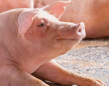 MaxiFicient™ Boost GF in practice: A new way to drive lean gain in ...