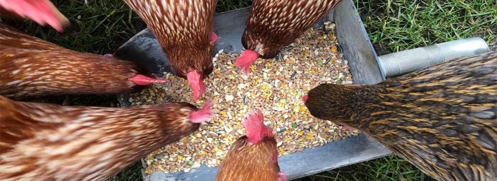 vitamins function in animals