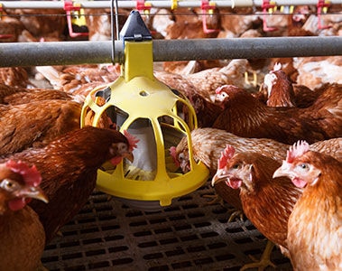 Precision microbiome modulation can unlock new levels of poultry production