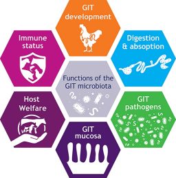 intestinal microbiota functions
