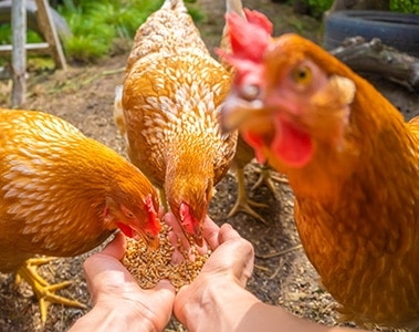 DSM completes acquisition of Erber Group | DSM Animal Nutrition & Health