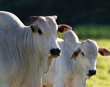 dsm-firmenich receives first full market authorizations for methane ...