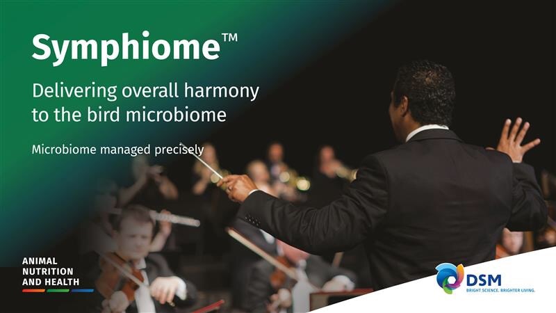 dsm-firmenich introduces microbiome metabolism modulator Symphiome™ to improve poultry health ...