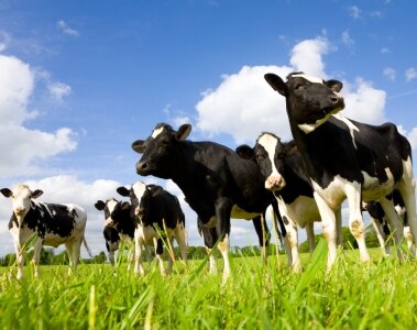 RONOZYME® RumiStar™