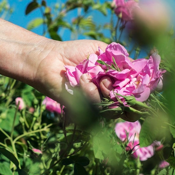 Fragrance Innovation | dsm-firmenich Perfumery & Beauty