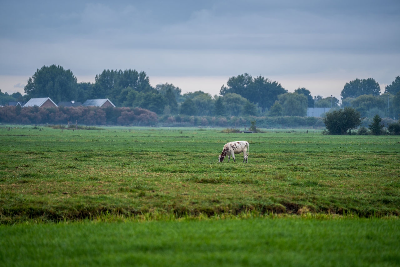 Bovaer® at farm