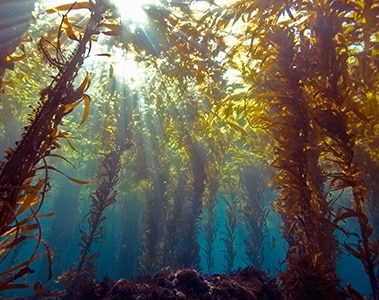 life’sDHA® | dsm-firmenich Taste, Texture & Health