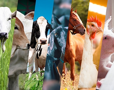 Conheça os segmentos de nutrição animal da TORTUGA®.