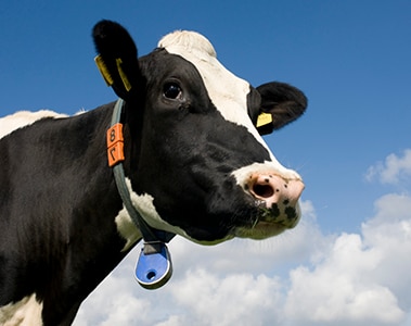 Conheça a linha da TORTUGA® para bovinos de leite.